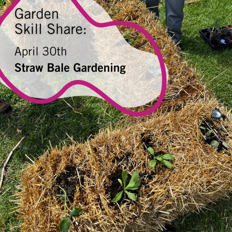 Garden Skill Share: Straw Bale Gardening - Stateline Kids